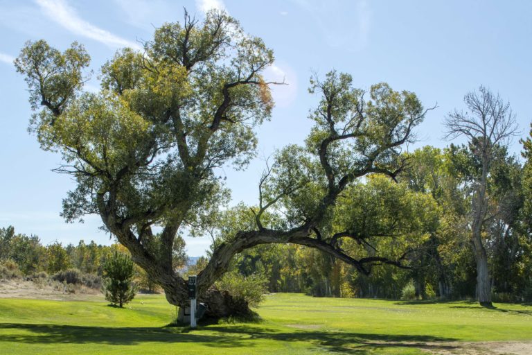 Carson Valley Golf Course - Carson Valley, Nevada | Genoa, Gardnerville ...
