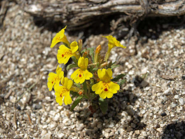 Wildflower Season on the Trails - Carson Valley, Nevada | Genoa ...