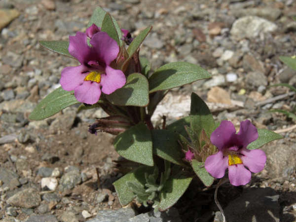 Wildflower Season on the Trails - Carson Valley, Nevada | Genoa ...