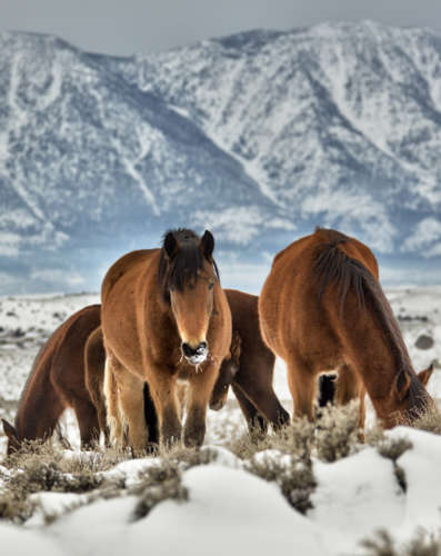 Tips & Tricks to Viewing Wild Nevada Mustangs - Carson Valley, Nevada ...