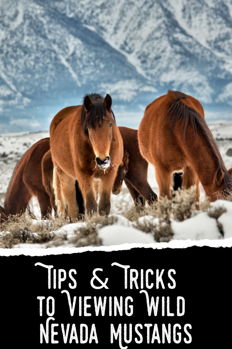 Tips & Tricks to Viewing Wild Nevada Mustangs - Carson Valley, Nevada ...
