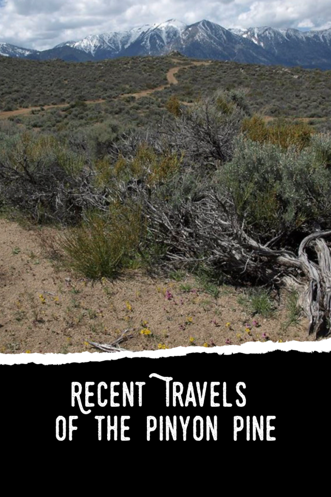 The Recent Travels of Pinyon Pine - Carson Valley, Nevada | Genoa ...