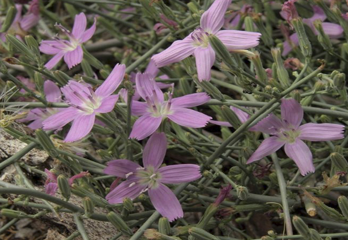 The Recent Travels of Pinyon Pine - Carson Valley, Nevada | Genoa ...