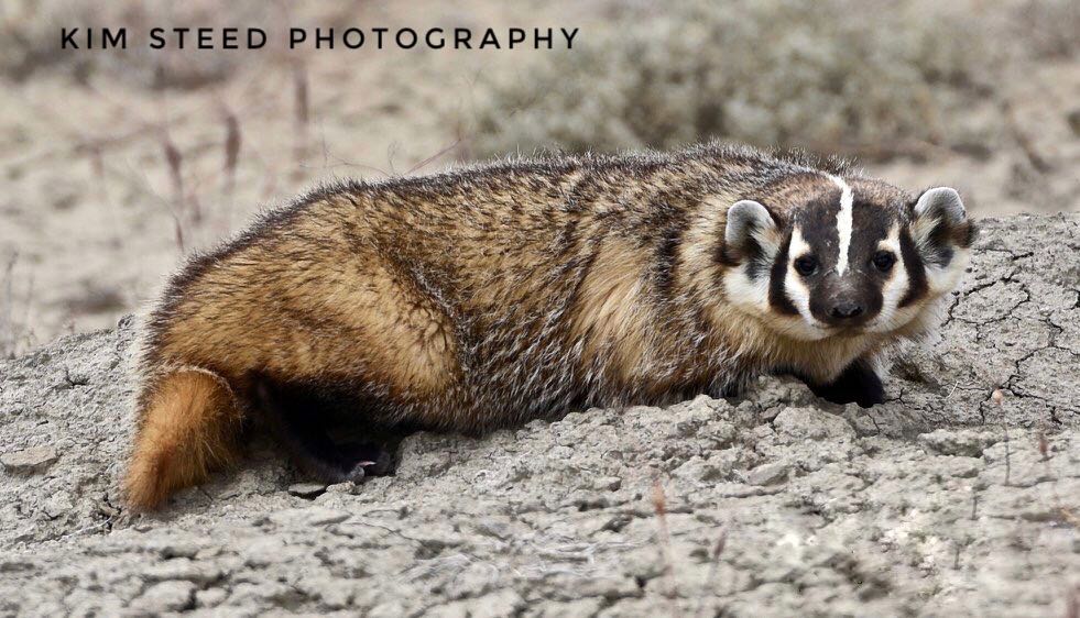 #WhyCV Photographer Spotlight: Kim Steed - Carson Valley, Nevada ...