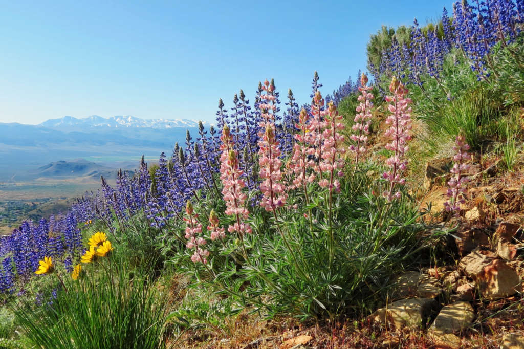 #WhyCV Photographer Spotlight: John Flaherty - Carson Valley, Nevada ...