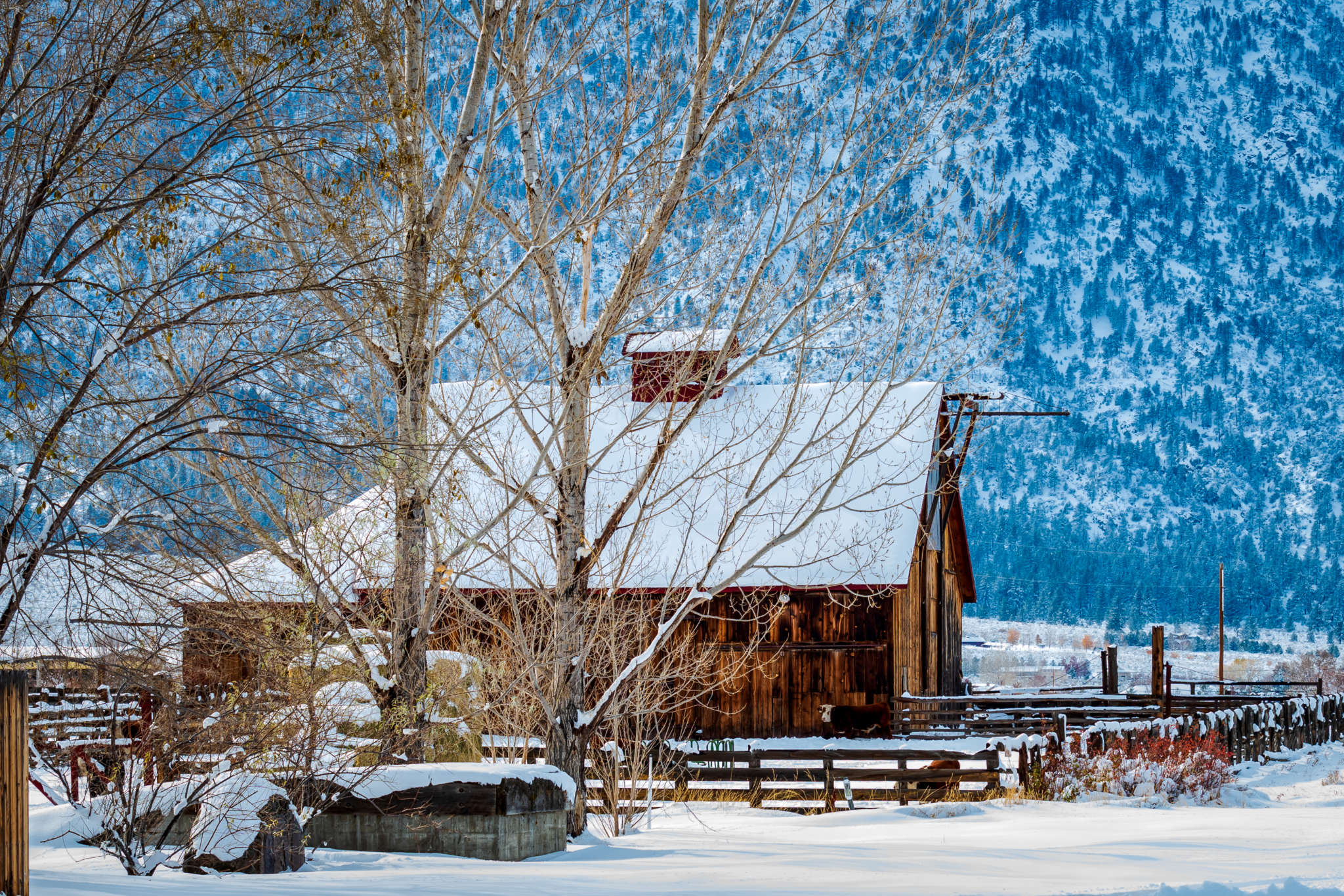 #WhyCV Photographer Spotlight: Connie Krause - Carson Valley, Nevada ...