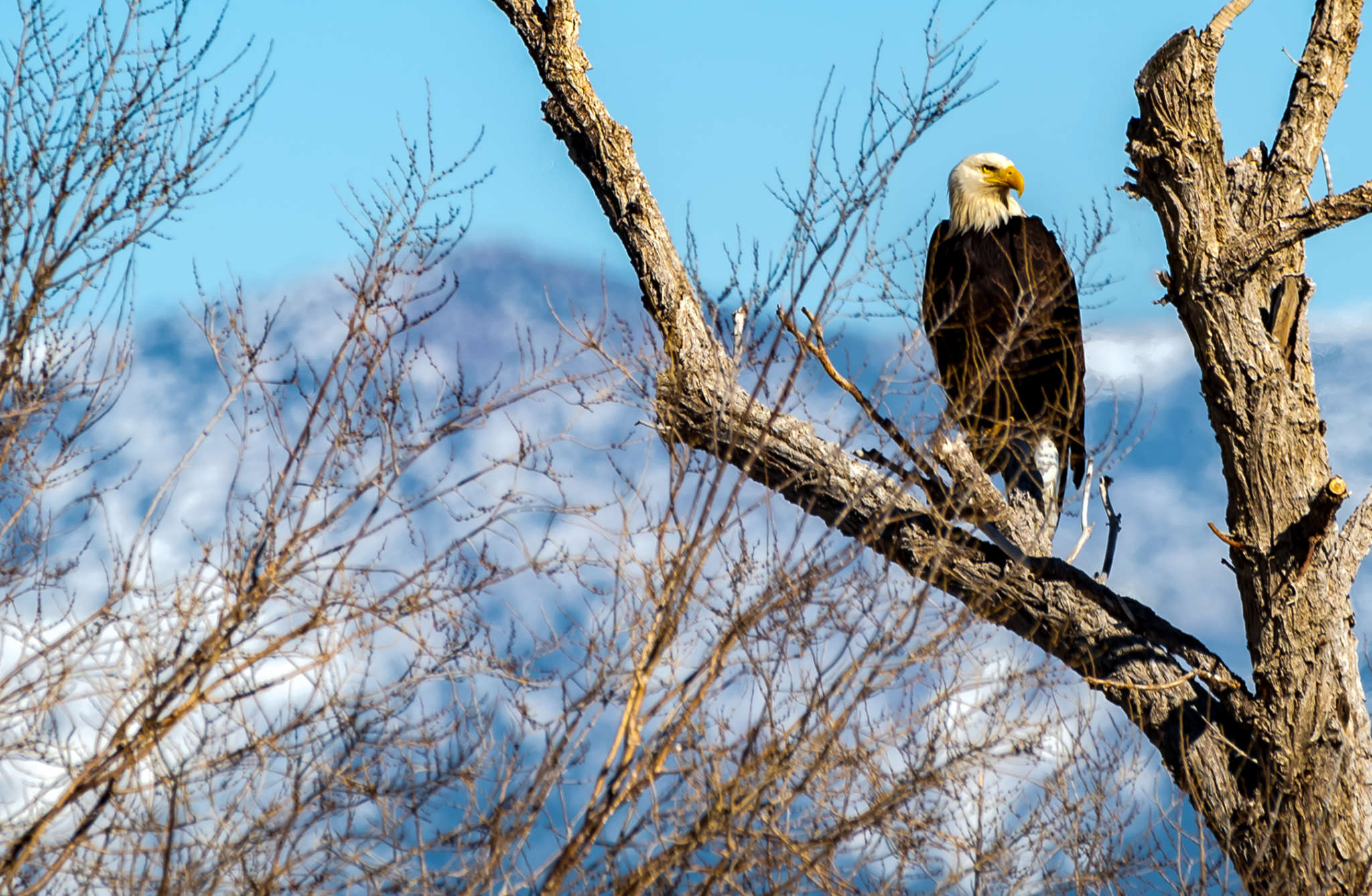 #WhyCV Photographer Spotlight: Connie Krause - Carson Valley, Nevada ...