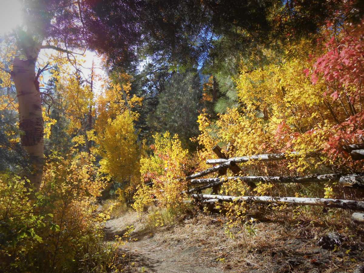 Free Fallin' - Carson Valley, Nevada | Genoa, Gardnerville, Minden ...