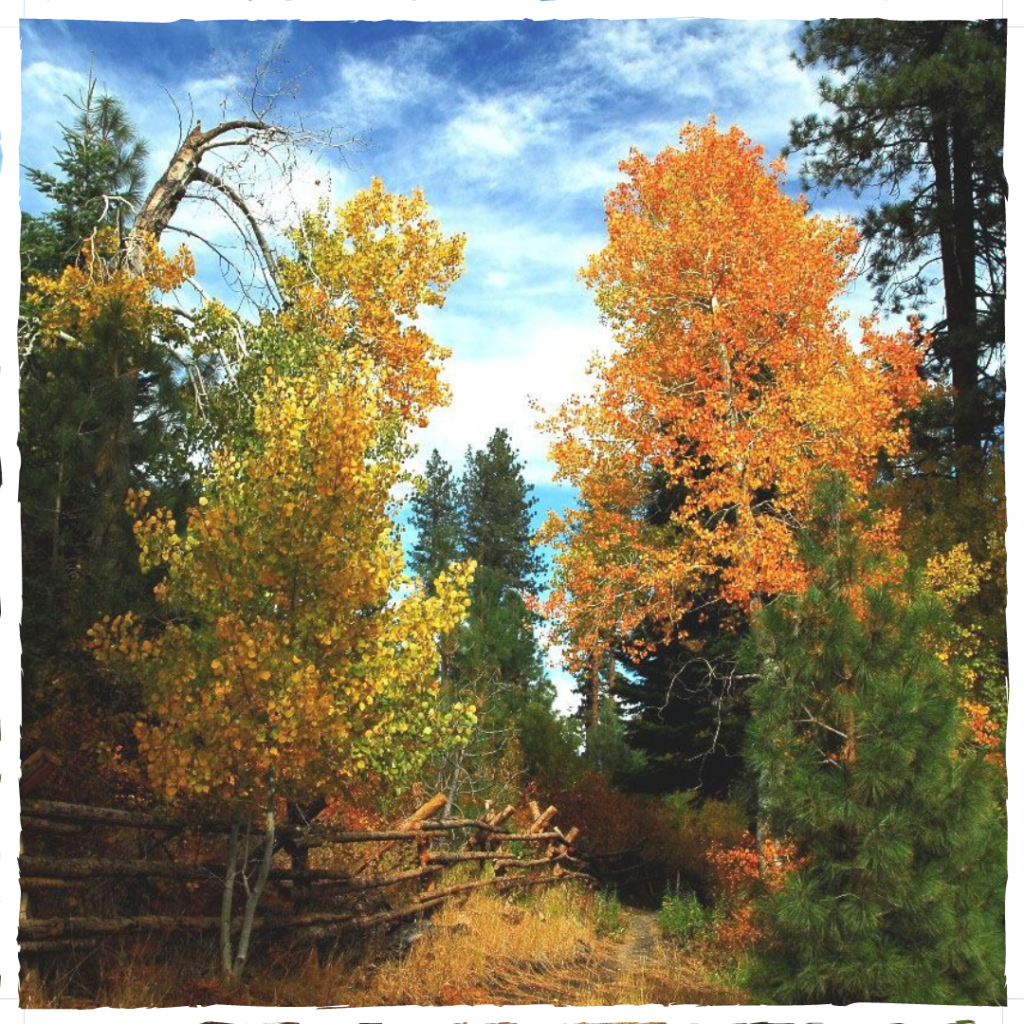 Autumn Insider: 11 Fall Inspired Memory Makers - Carson Valley, Nevada ...
